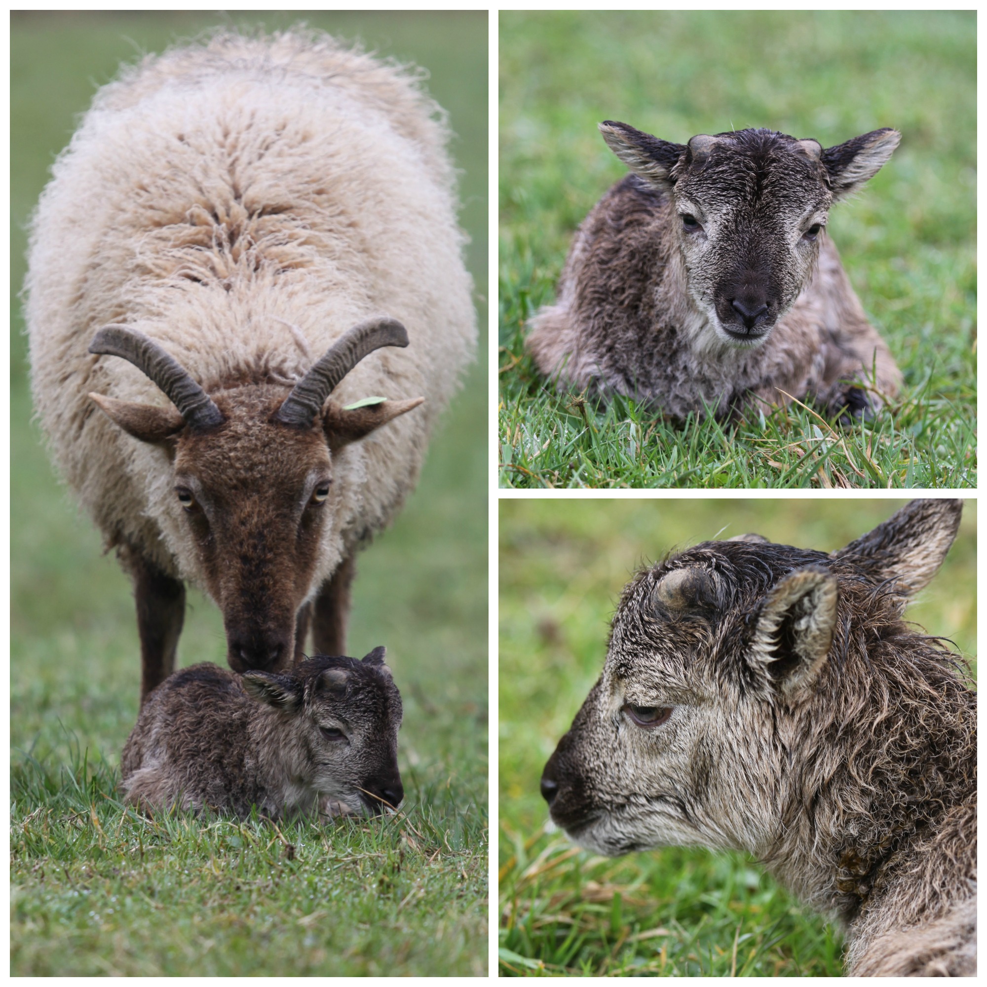 Castlemilk Moorit schapen – De Koekoeksgaard